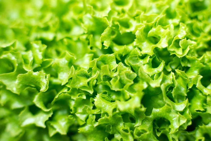 Salad leaf lollo biondo stock image. Image of food, wavy - 107659233