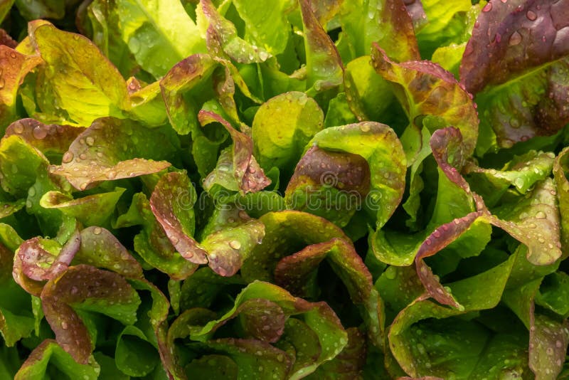 Salad Leaves Close Up with Rain Drops Background Stock Photo - Image of ...