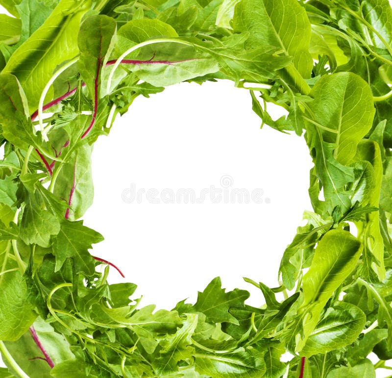 Salad Leaves Frame on White Background Stock Image - Image of lettuce ...