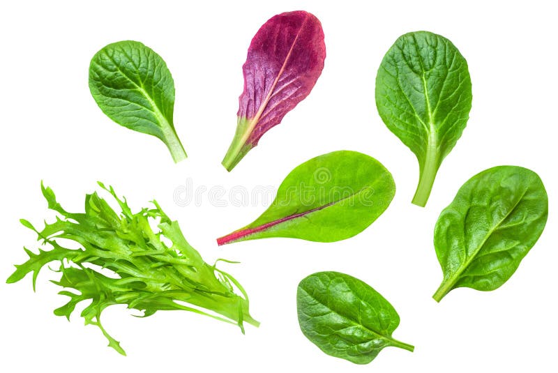 Salad Leaves Mix with Rucola, Red Lettuce, Spinach and Chard, Leaf ...