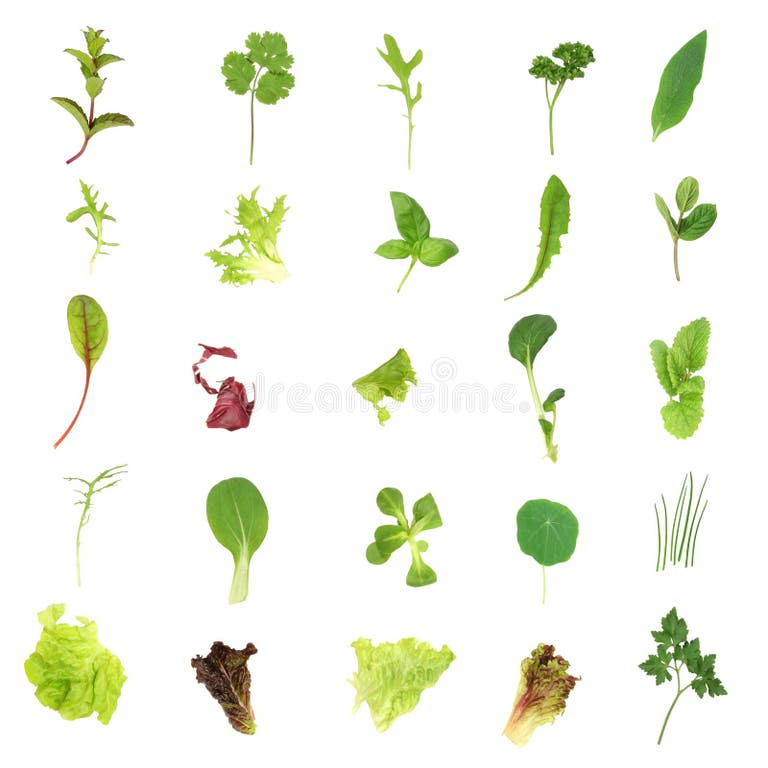 250 Apollo Leaf Lettuce Stock Photos - Free & Royalty-Free Stock Photos ...