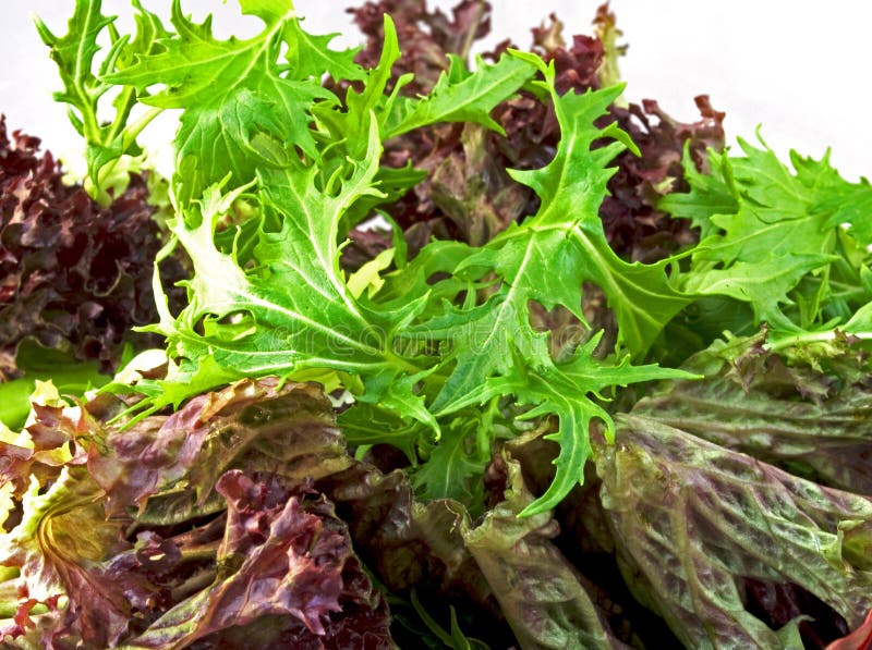 Salad-Mix stock photo. Image of salad, detail, fresh - 12793572