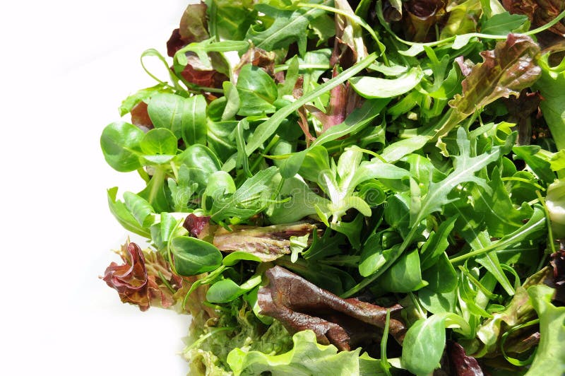 Salad mix stock photo. Image of herb, spices, spice, lettuce - 13417074