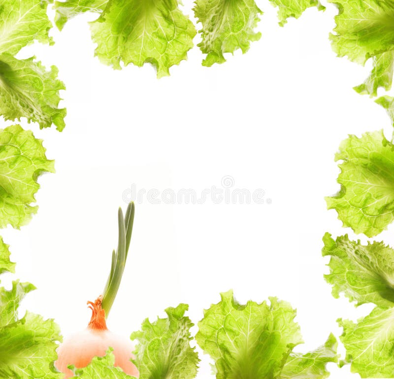Salad border stock photo. Image of greens, salad, frame - 13693322