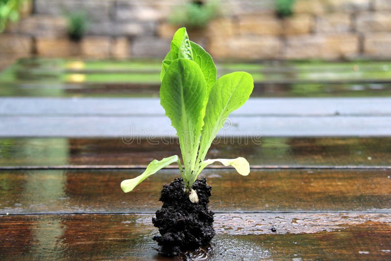Salad plants stock image. Image of rain, romaine, salad - 40566125