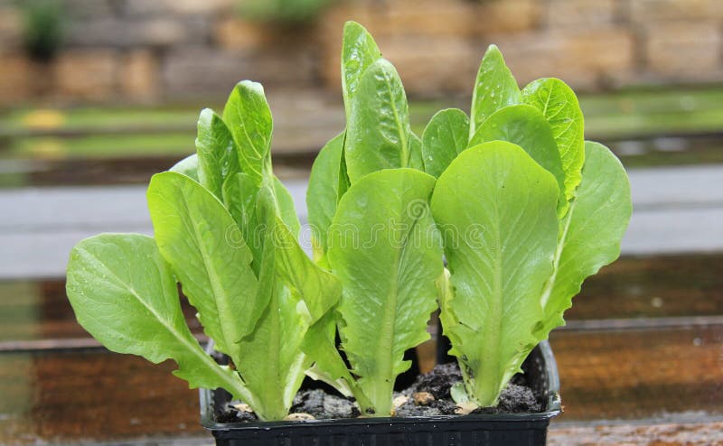 Salad plants stock photo. Image of chef, salad, roman - 40566222