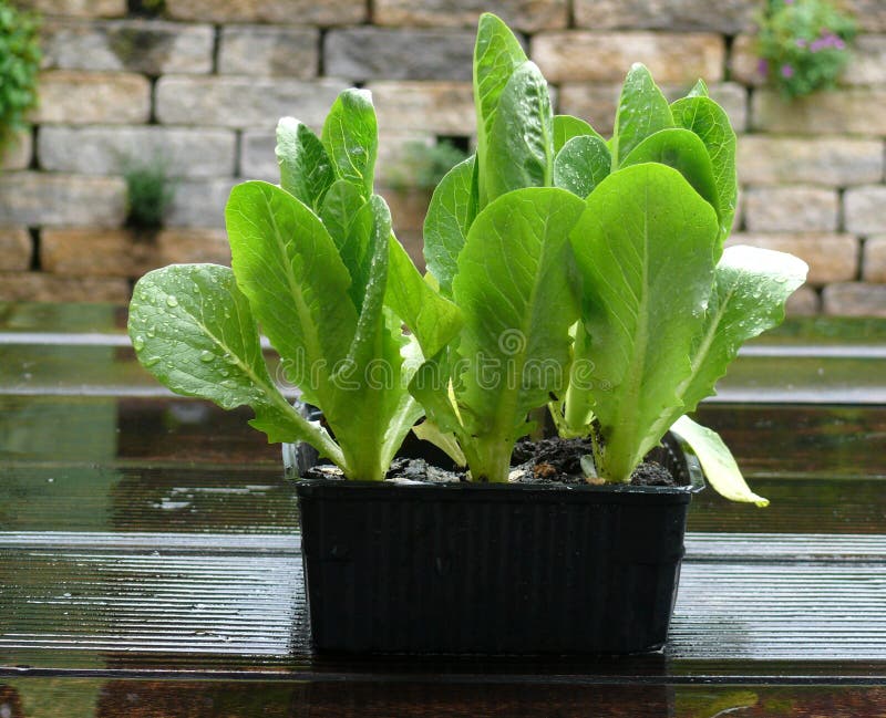 Salad plants stock image. Image of green, plants, romaine - 40585889