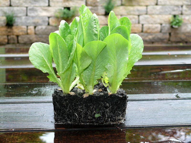 Salad plants stock photo. Image of chef, lattuga, plants - 40586704