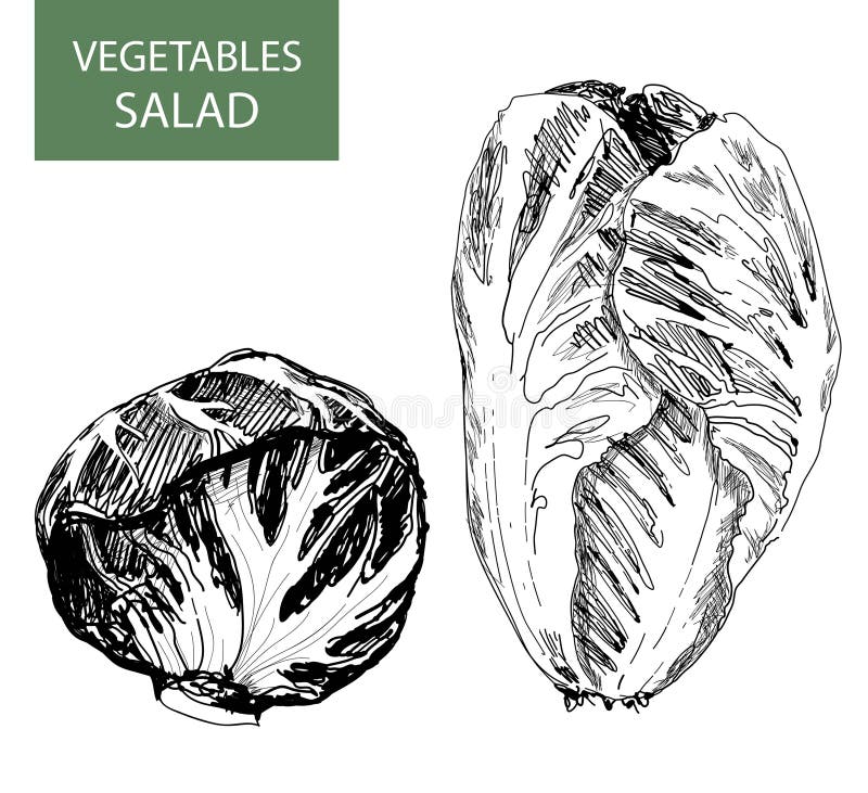 Salad - Set of Vector Illustration Stock Vector - Illustration of leaf ...