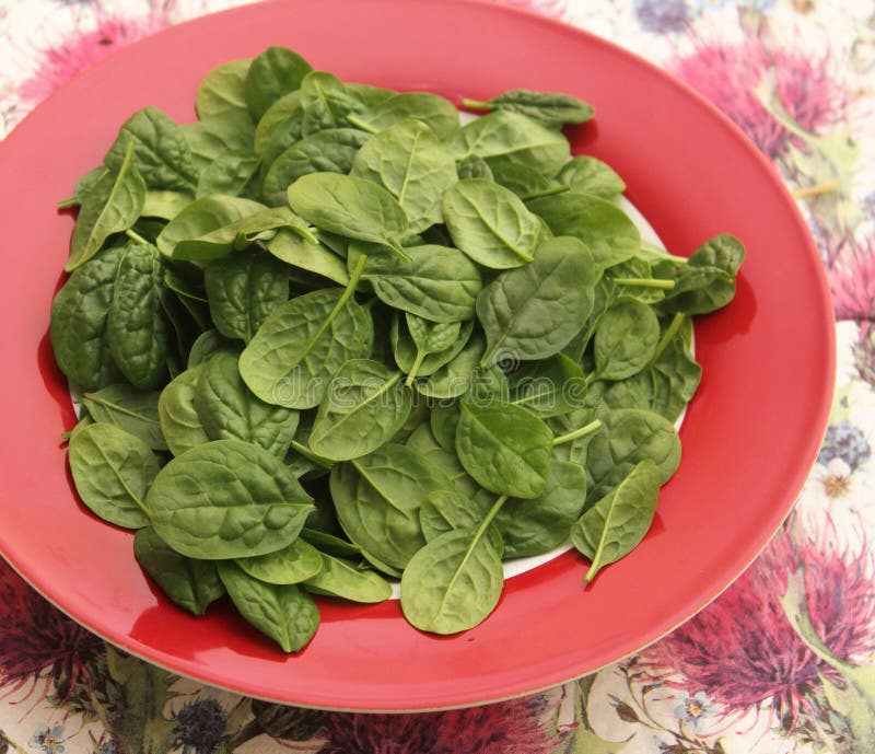 Salad of spinach stock photo. Image of vegetables, green - 99882924