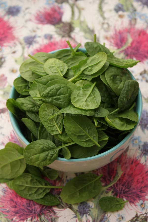 Salad of spinach stock image. Image of spinach, starter - 93543011