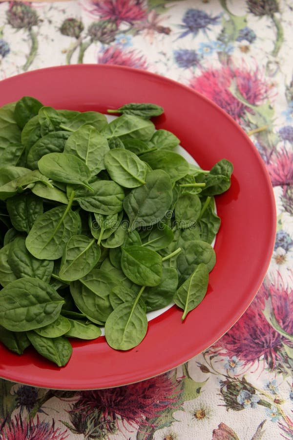 Salad of spinach stock image. Image of vegetarian, starter - 94095469