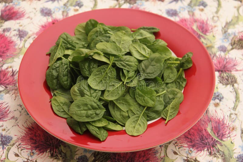 Salad of spinach stock image. Image of buffet, vegetarian - 99009473