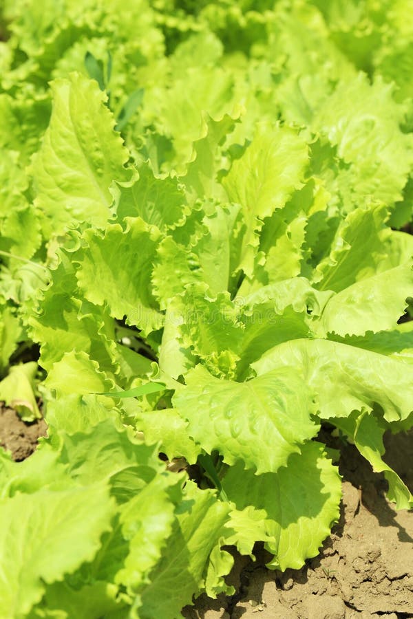 Salade verte photo stock. Image du botanique, végétarien - 56699756