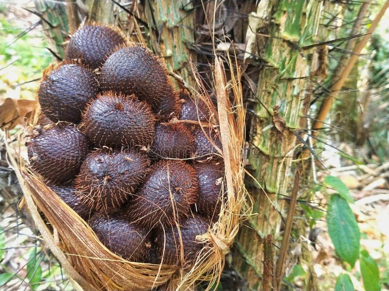 Salak Bali on Its Tree. Snakefruits Salacca Stock Photo - Image of ...