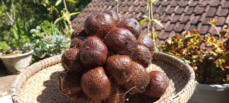 Salak Fruit Has Brown and Scaly Skin Stock Photo - Image of scalyskin ...