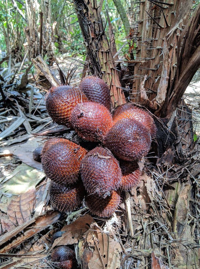 Salak Fruit Tastes Sour and Sweet, Has a Uniqueness in Its Stem, Which ...