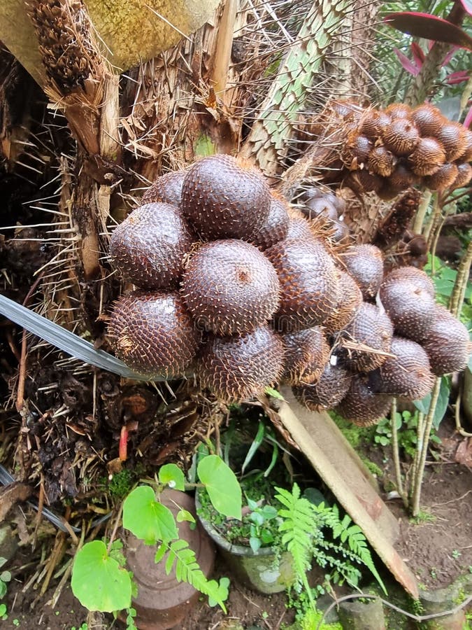 Salak Fruits in Tree in Sleman Tropical Fruit Stock Photo - Image of ...