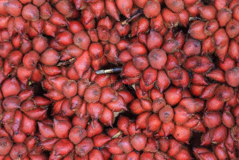 Sara Fruit in Temple of Thailand Stock Photo - Image of fruit ...