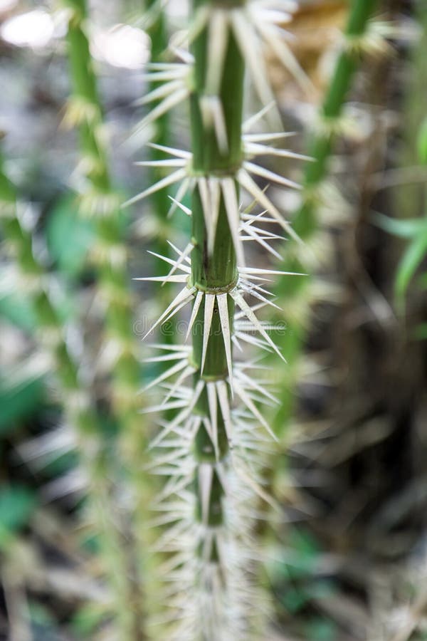 Salak palm tree stock photo. Image of salacca, forest - 88999564
