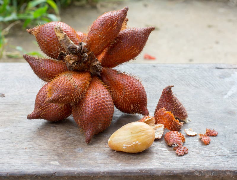 Salak stock photo. Image of ropical, wood, thorn, food - 72783464