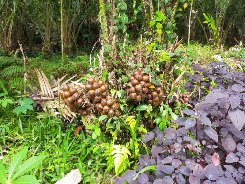 Salak Tree, the Fruit is Very Much Stock Image - Image of snakefruit ...