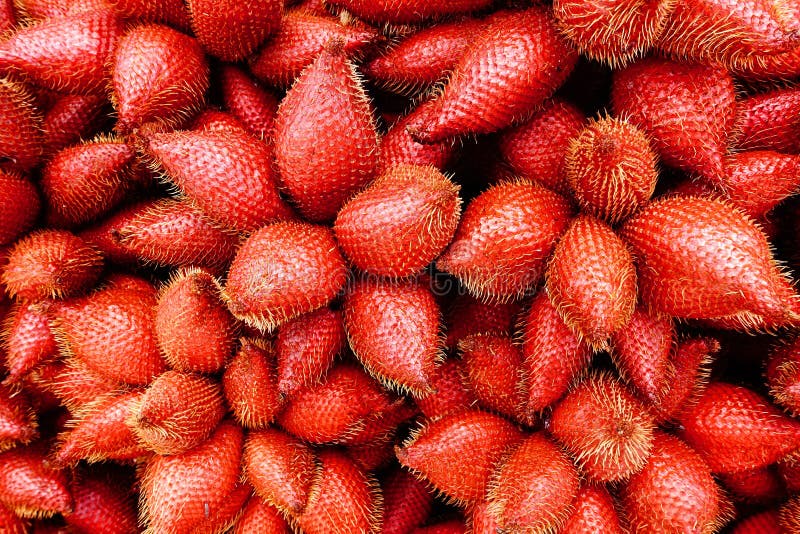Salak - tropical fruit stock photo. Image of food, salacca - 19465718