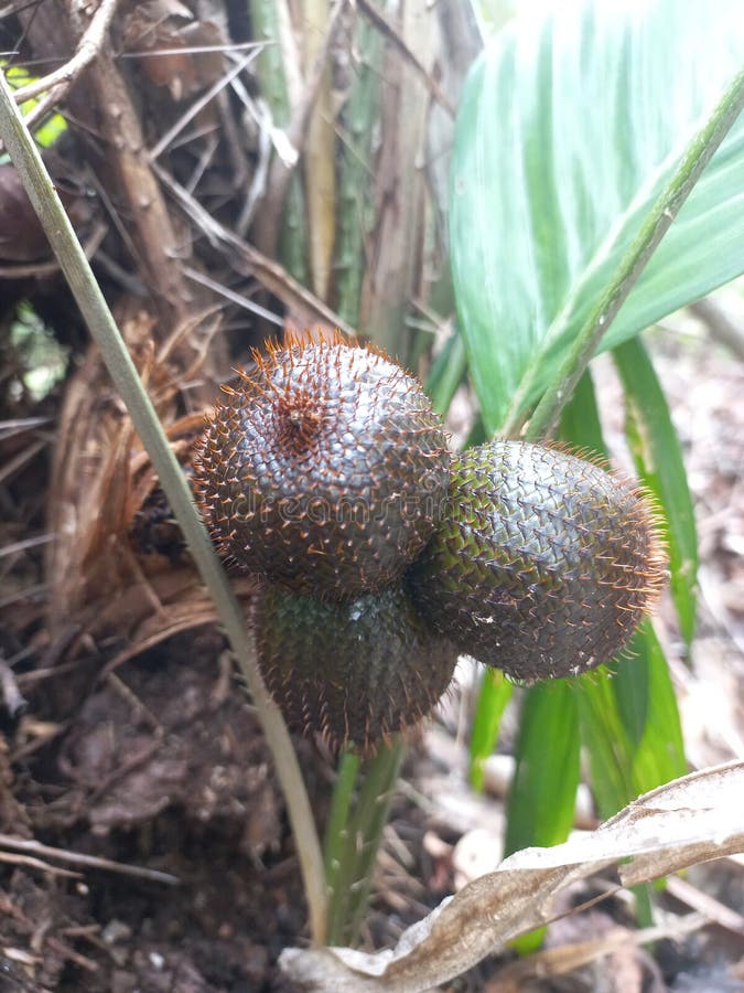 Salak is a Type of Palm Fruit Commonly Eaten Stock Image - Image of ...