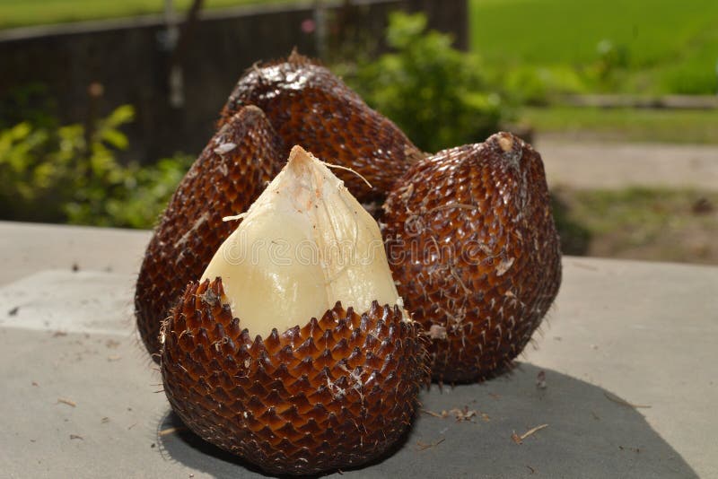 Salak Zalaca - Fruta De La Serpiente Foto de archivo - Imagen de fondo, lago: 135951176