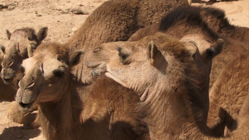 Salala Oman Camels in a Row Chewing Stock Footage - Video of landscape ...