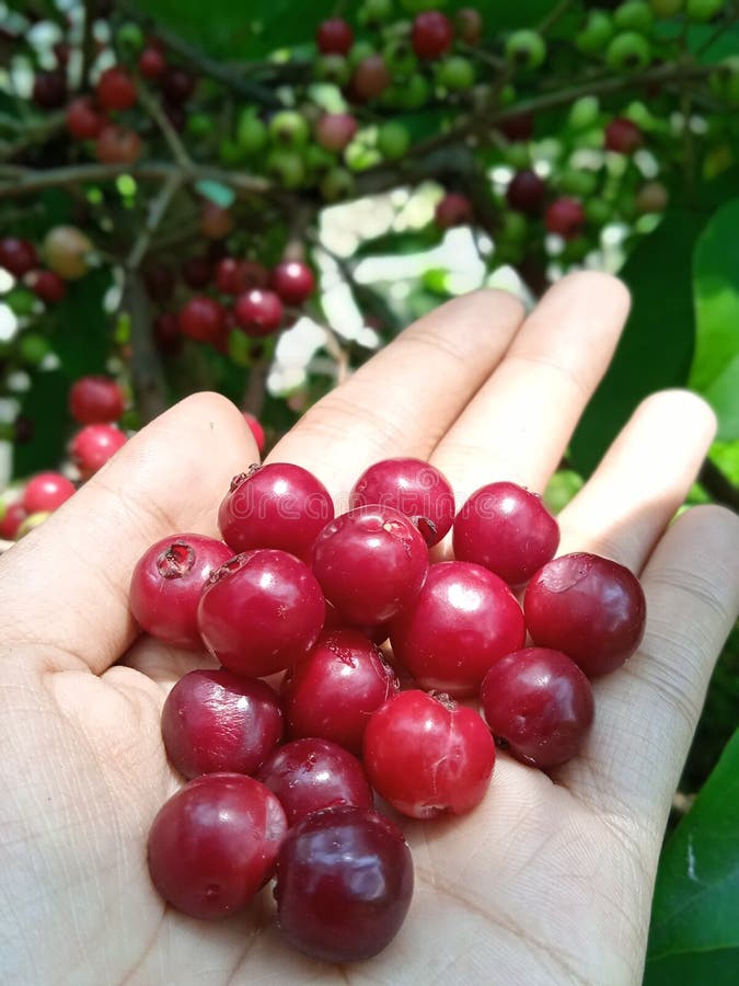 Salam Fruit Seeds Stock Photos - Free & Royalty-Free Stock Photos from ...