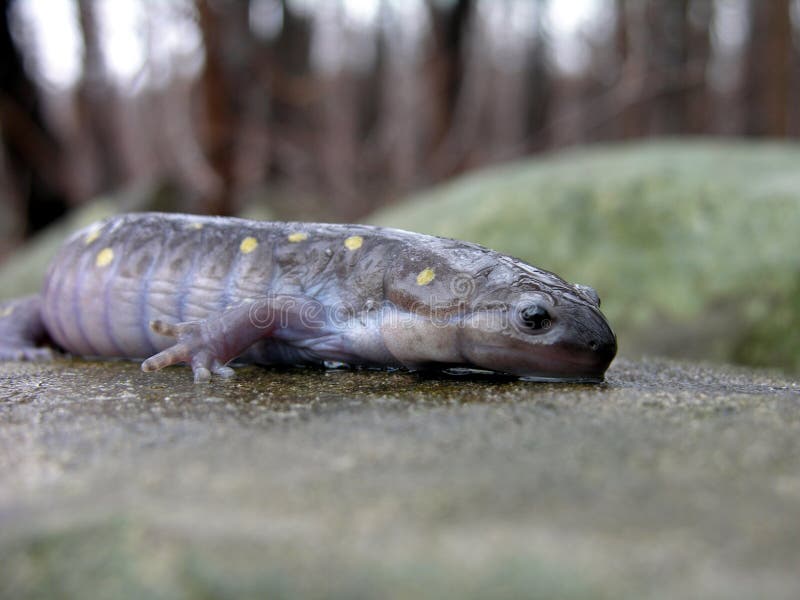 Colorful Salamanders Stock Photos - Free & Royalty-Free Stock Photos ...