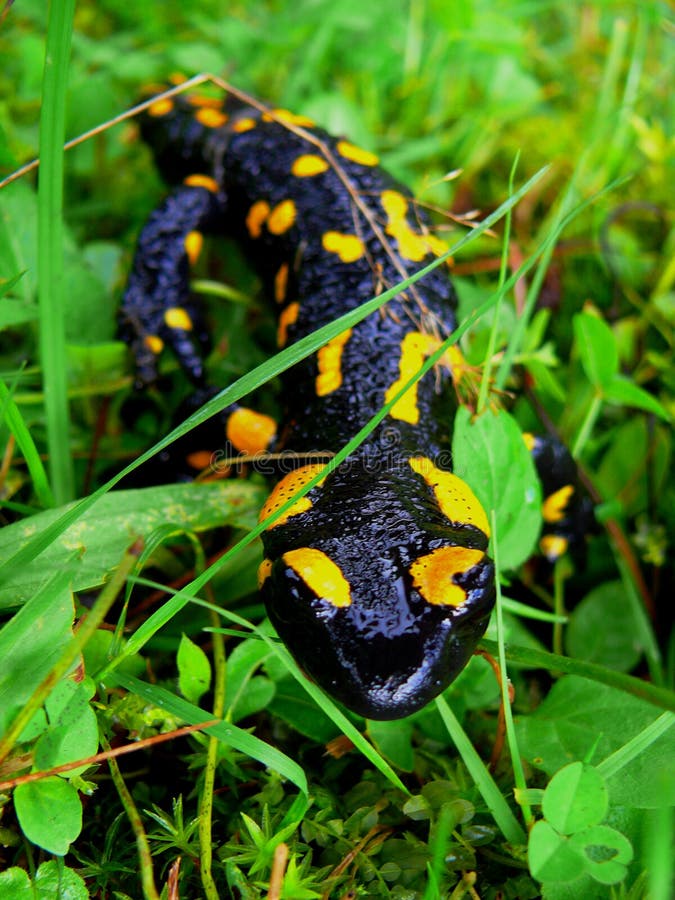 Salamander stock photo. Image of animal, spring, face - 6254964