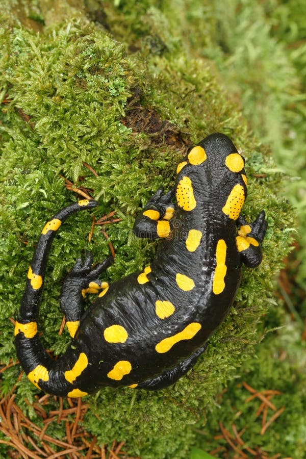 Salamander stock photo. Image of amphibian, animal, dinosaur - 30980734