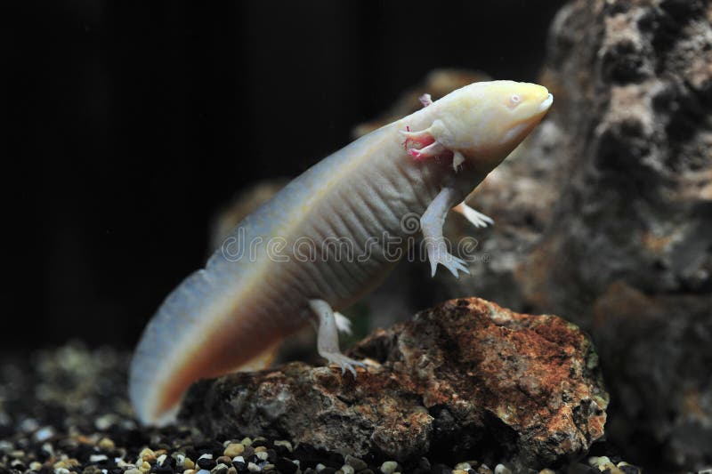 Salamander newt, amphibia stock image. Image of creature - 24366487