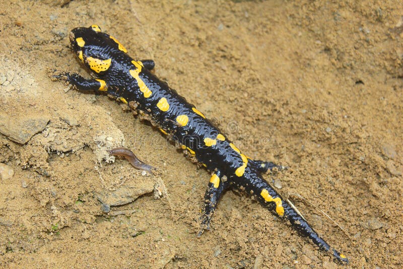 Salamander on the sand stock image. Image of nature, amphibians - 91412313