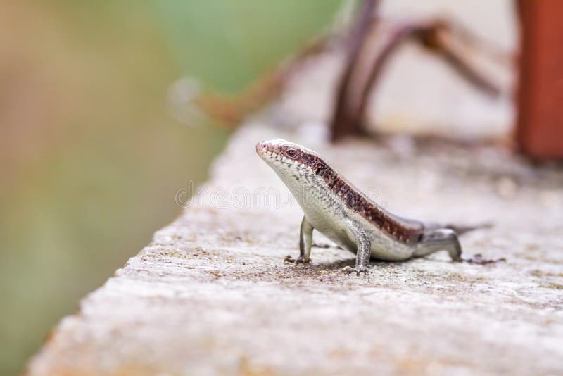 Salamander stands tall stock photo. Image of salamandridae - 56057132