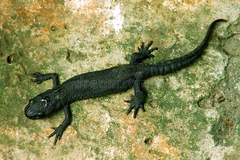 Salamander on stone stock image. Image of conservation - 79330717