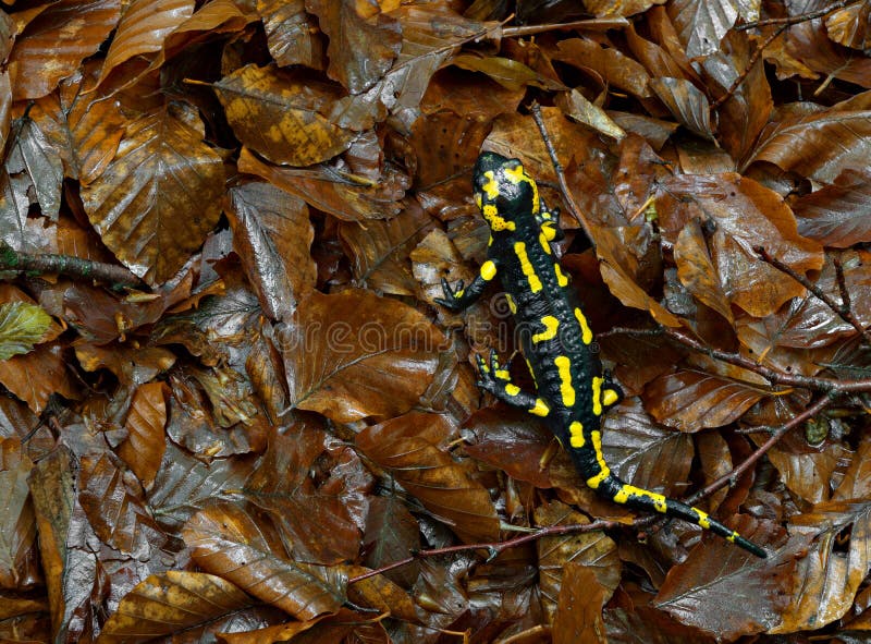 Salamander Terrestris in Their Environment Stock Image - Image of ...