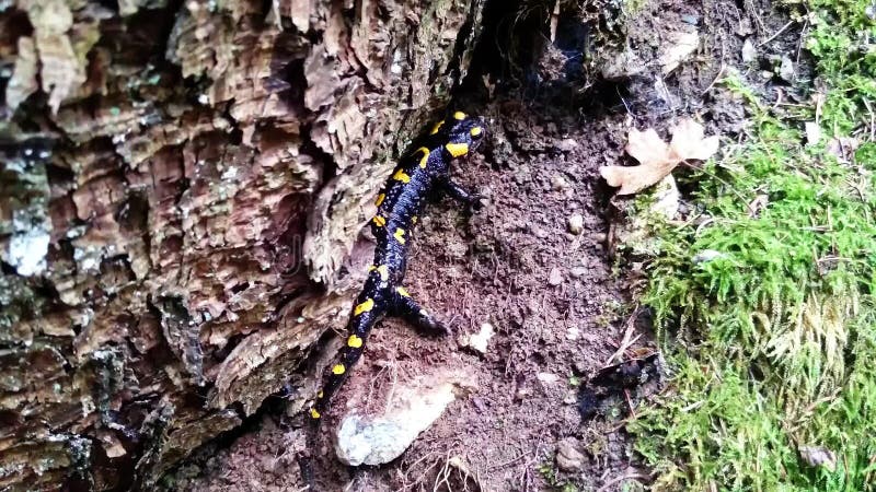 Salamander stock footage. Video of hide, burrow, fire - 69183920