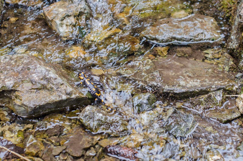 Salamander in Wildlife, in the Fresh Water of Mountain Stream Stock ...