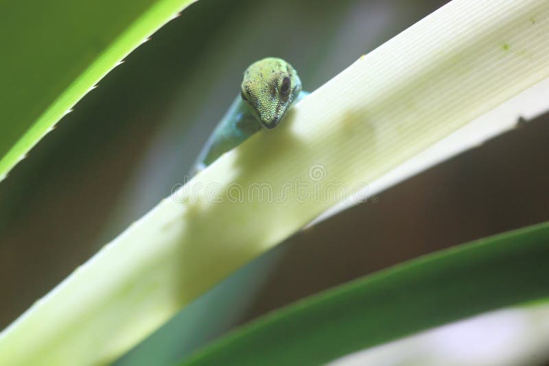 Gecko azul eléctrico foto de archivo. Imagen de mascotas - 25111122
