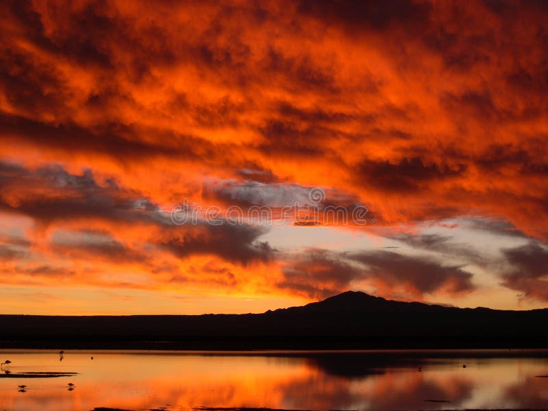 Volcanic Vibes stock image. Image of bird, atacama, pink - 26164557