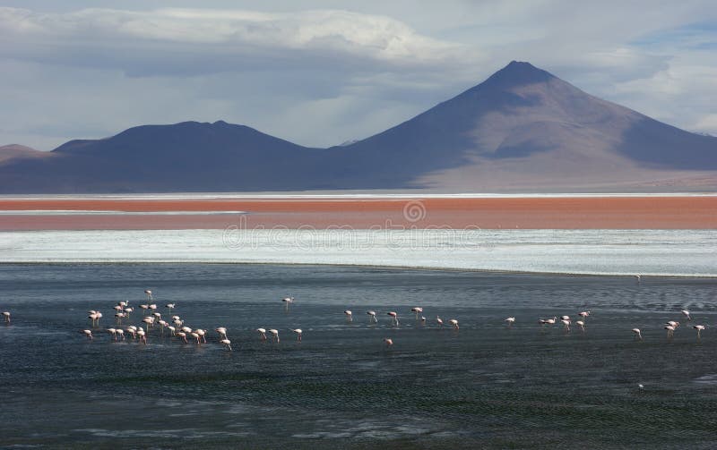 Salar lake stock image. Image of flamingo, lake, sand - 13566179