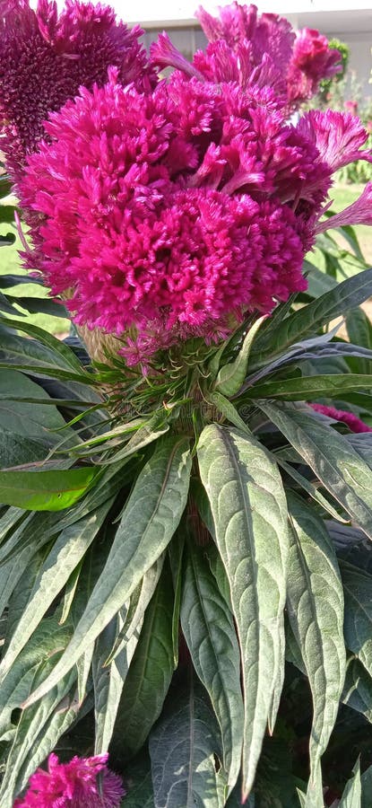 Salara Flower Stock Photos - Free & Royalty-Free Stock Photos from ...