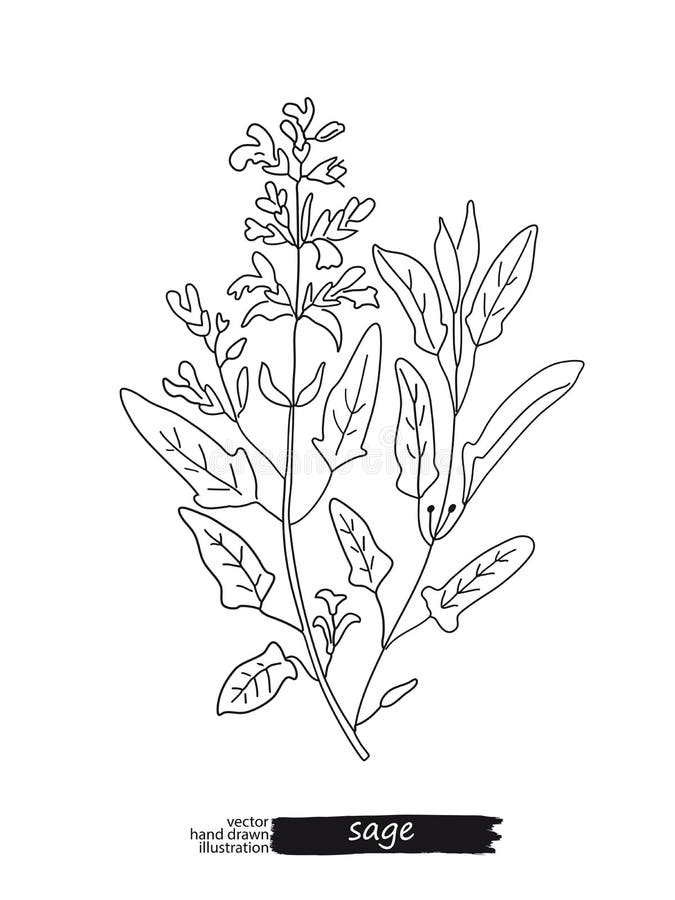 Salbei Botanische Zeichnung Eines Salbeis Schöne Illustration Des ...