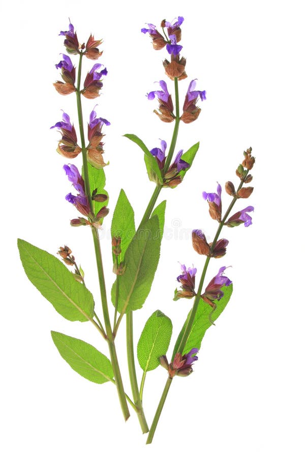 Salbei (Salvia Officinalis) Stockfoto - Bild von betrieb, kraut: 42910014