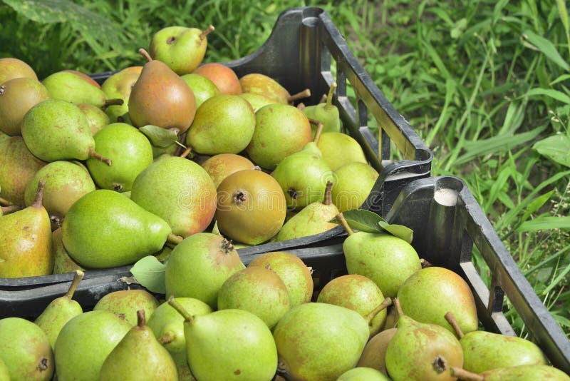 Sale boxes with pear stock image. Image of sale, bucket - 46418771