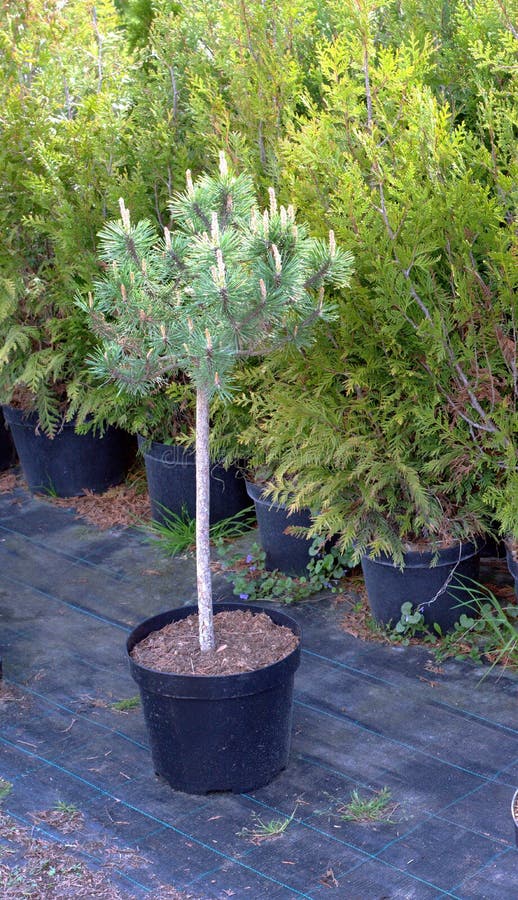 Pine trees in the garden stock image. Image of nare - 220593271