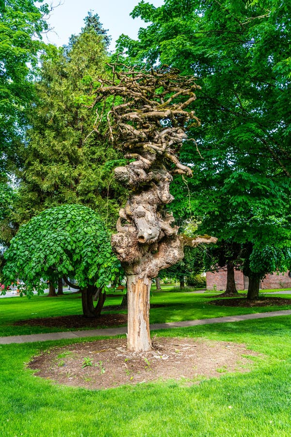 Salem Capitol Tree stock photo. Image of twisted, abstract - 280330238